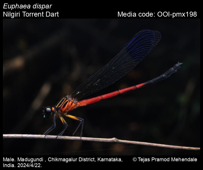 Euphaea dispar Rambur, 1842 - Nilgiri Torrent Dart | Odonata